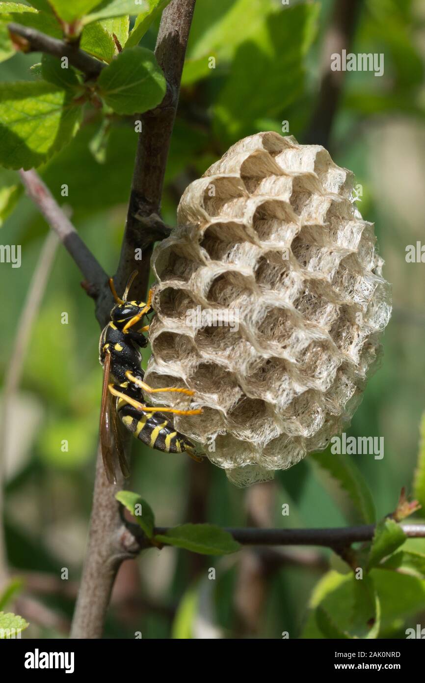 Paper wasp (Polistes nimpha) and its nest attached to the branch of a ...