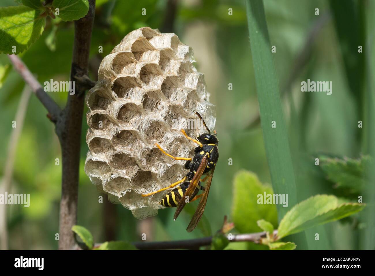 Paper wasp (Polistes nimpha) and its nest attached to the branch of a ...