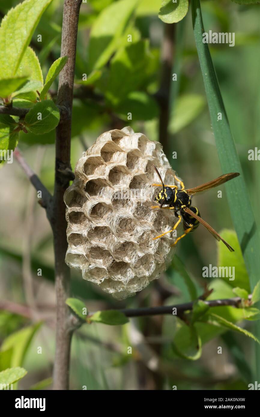 Paper wasp (Polistes nimpha) and its nest attached to the branch of a ...