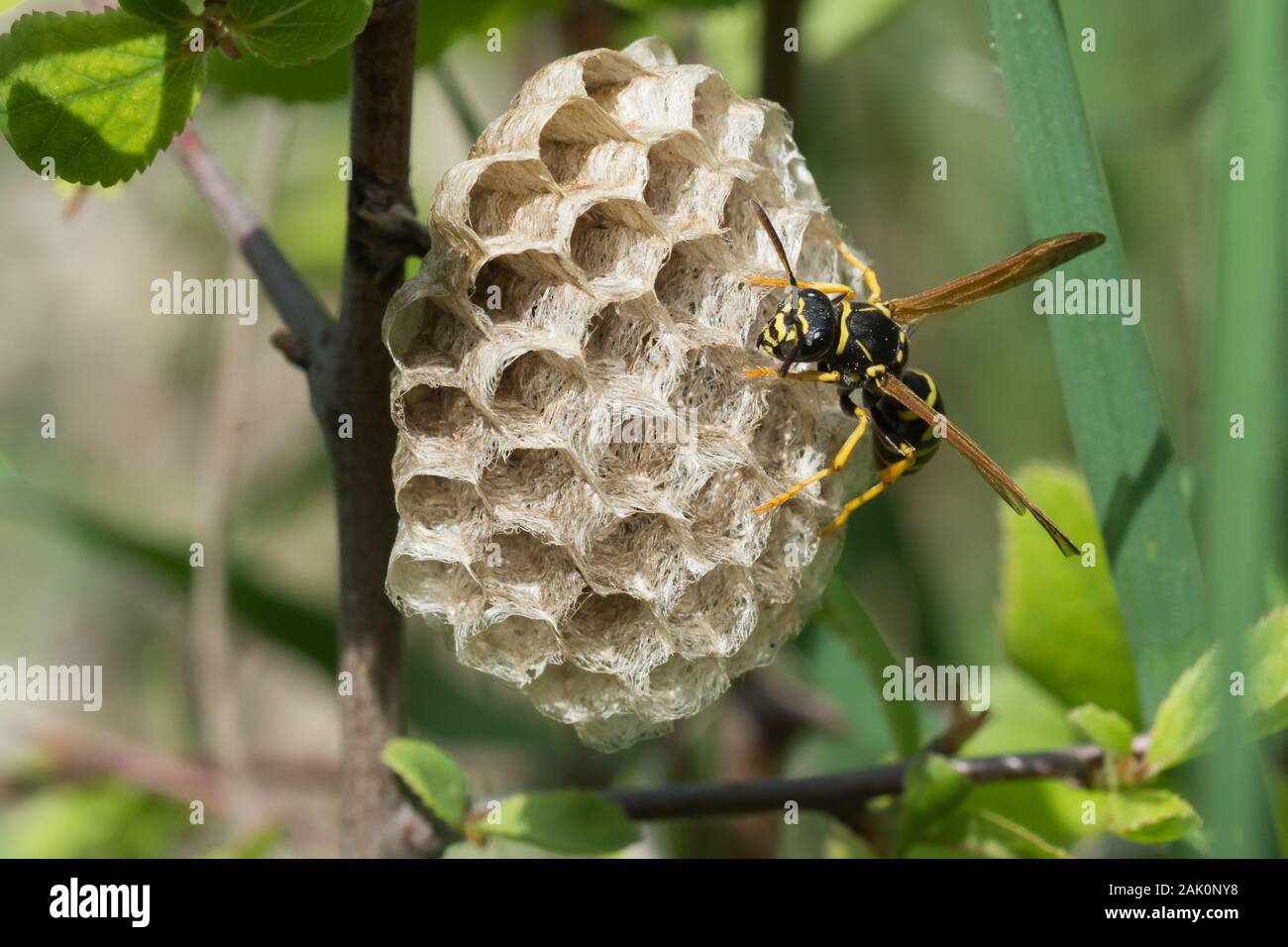 Paper wasp (Polistes nimpha) and its nest attached to the branch of a ...