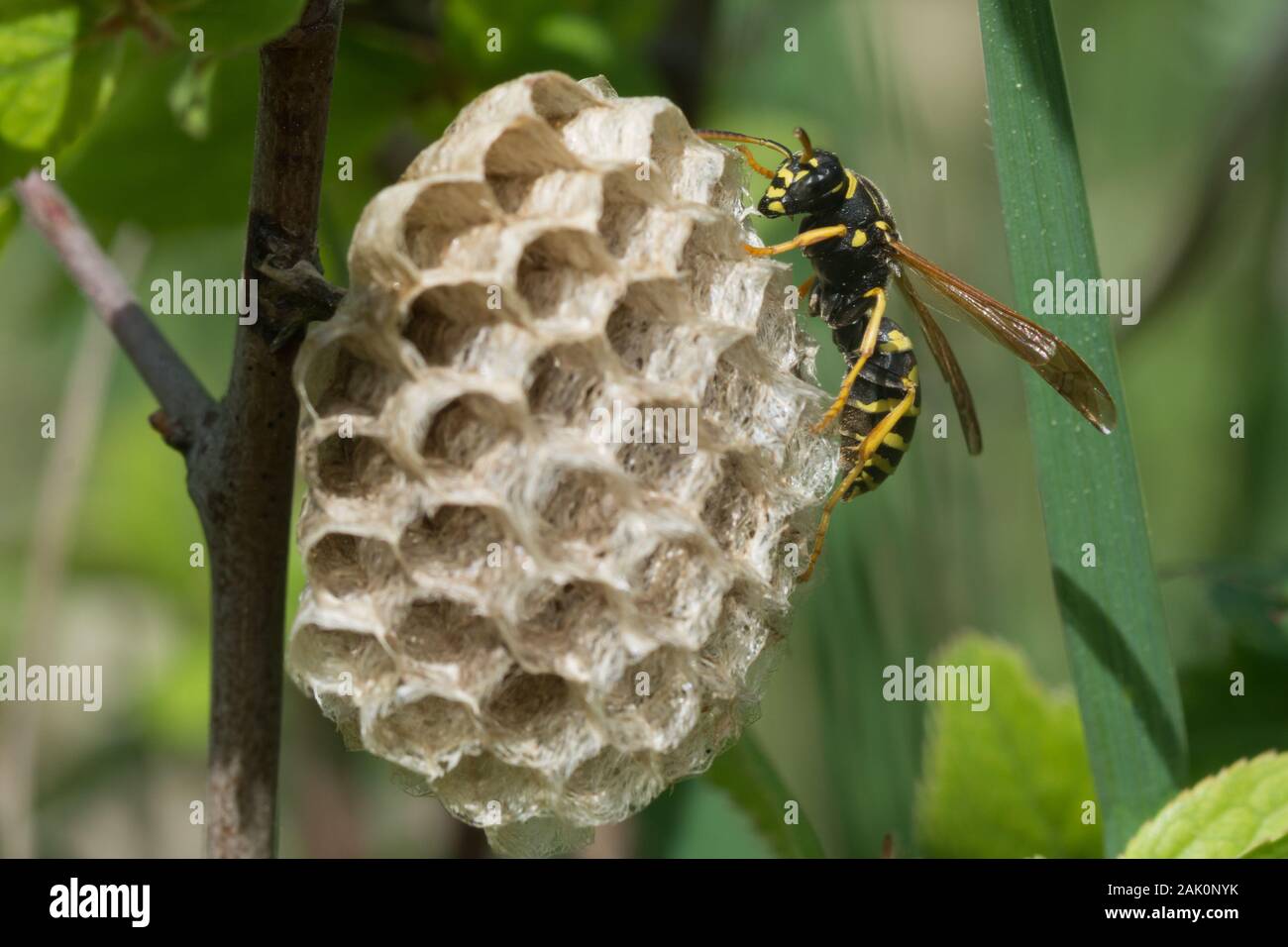 Paper wasp (Polistes nimpha) and its nest attached to the branch of a ...