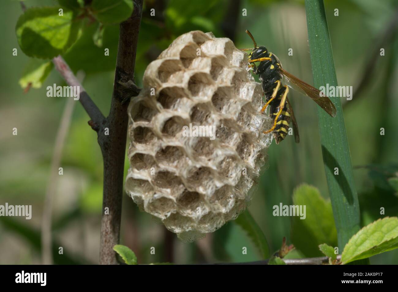 Paper wasp (Polistes nimpha) and its nest attached to the branch of a ...