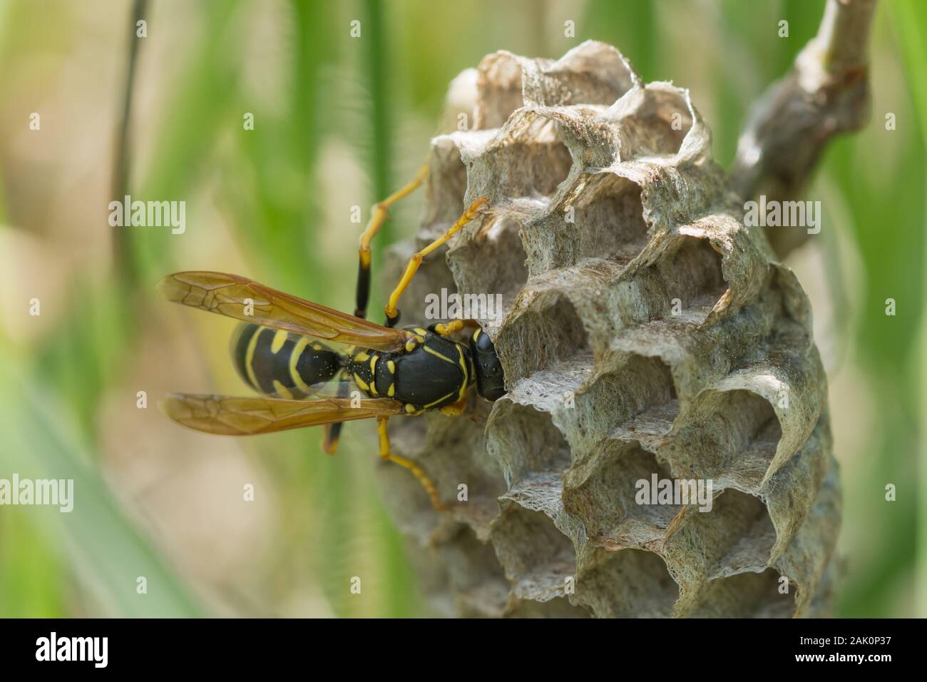 Paper wasp (Polistes nimpha) and its nest attached to the branch of a ...