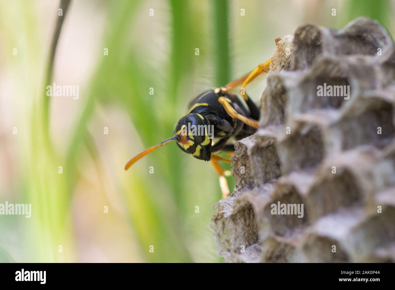 Paper wasp (Polistes nimpha) female and its nest attached to the branch ...