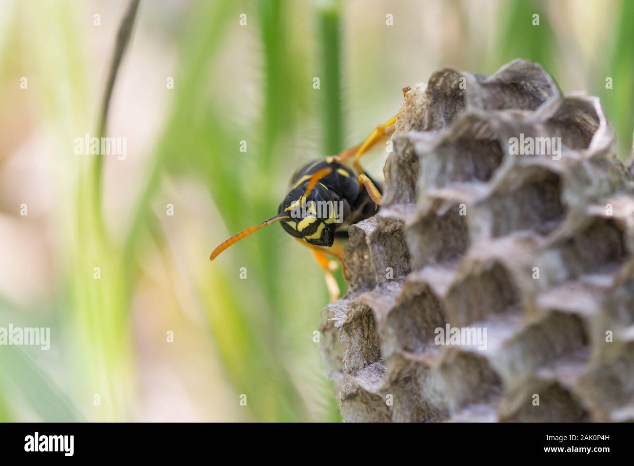 Paper wasp (Polistes nimpha) female and its nest attached to the branch ...