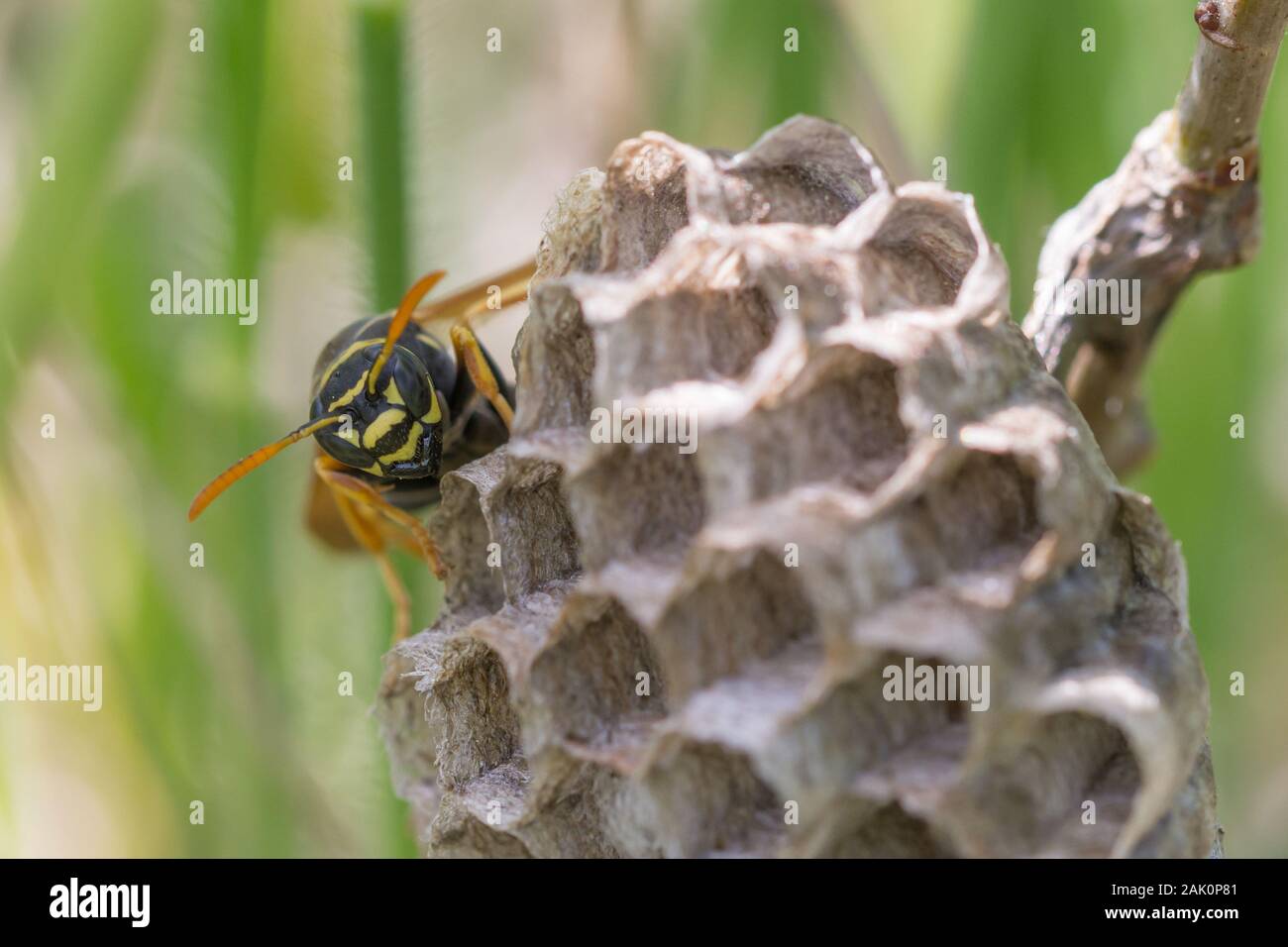 Paper wasp (Polistes nimpha) female and its nest attached to the branch ...