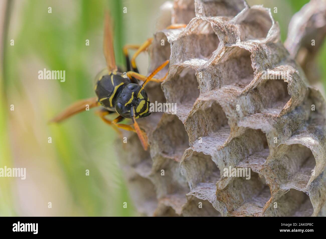 Paper wasp (Polistes nimpha) female and its nest attached to the branch ...