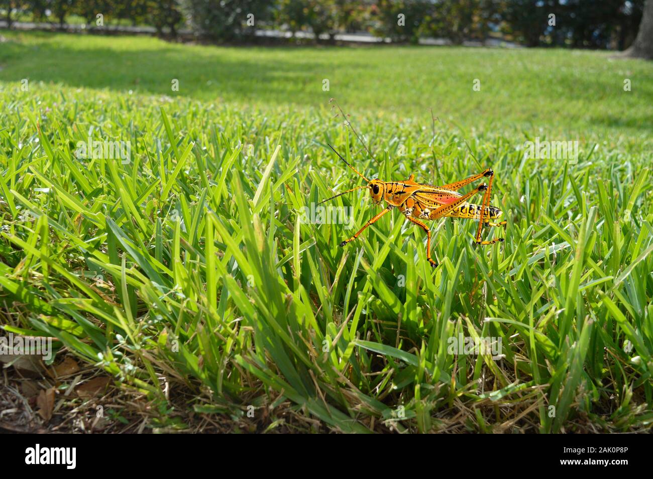 Eastern lubber Grasshopper Latin name Romalea microptera Stock Photo ...