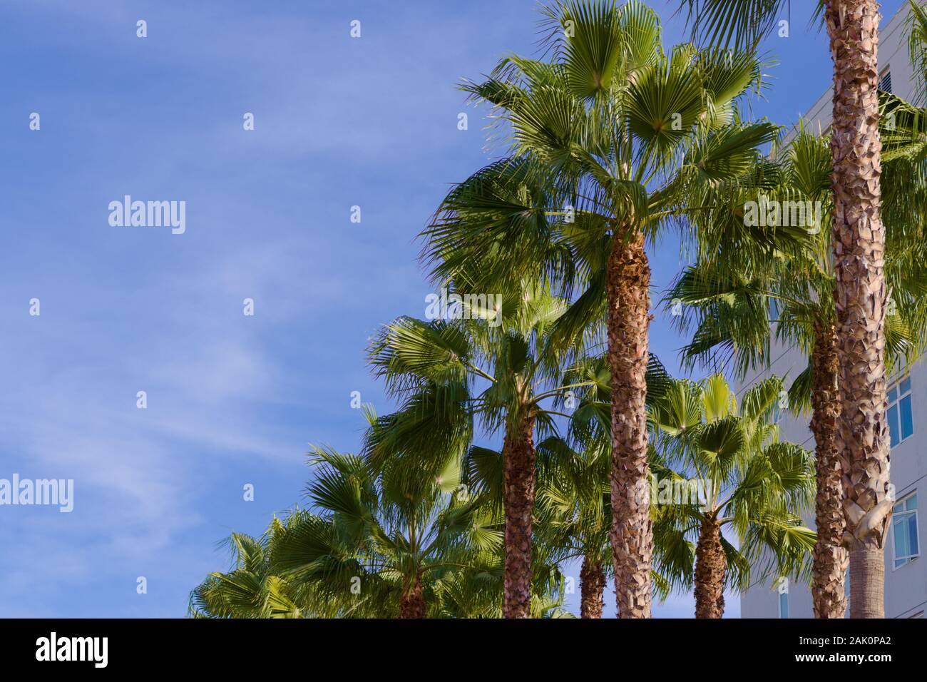 Multiple palm trees hi-res stock photography and images - Alamy