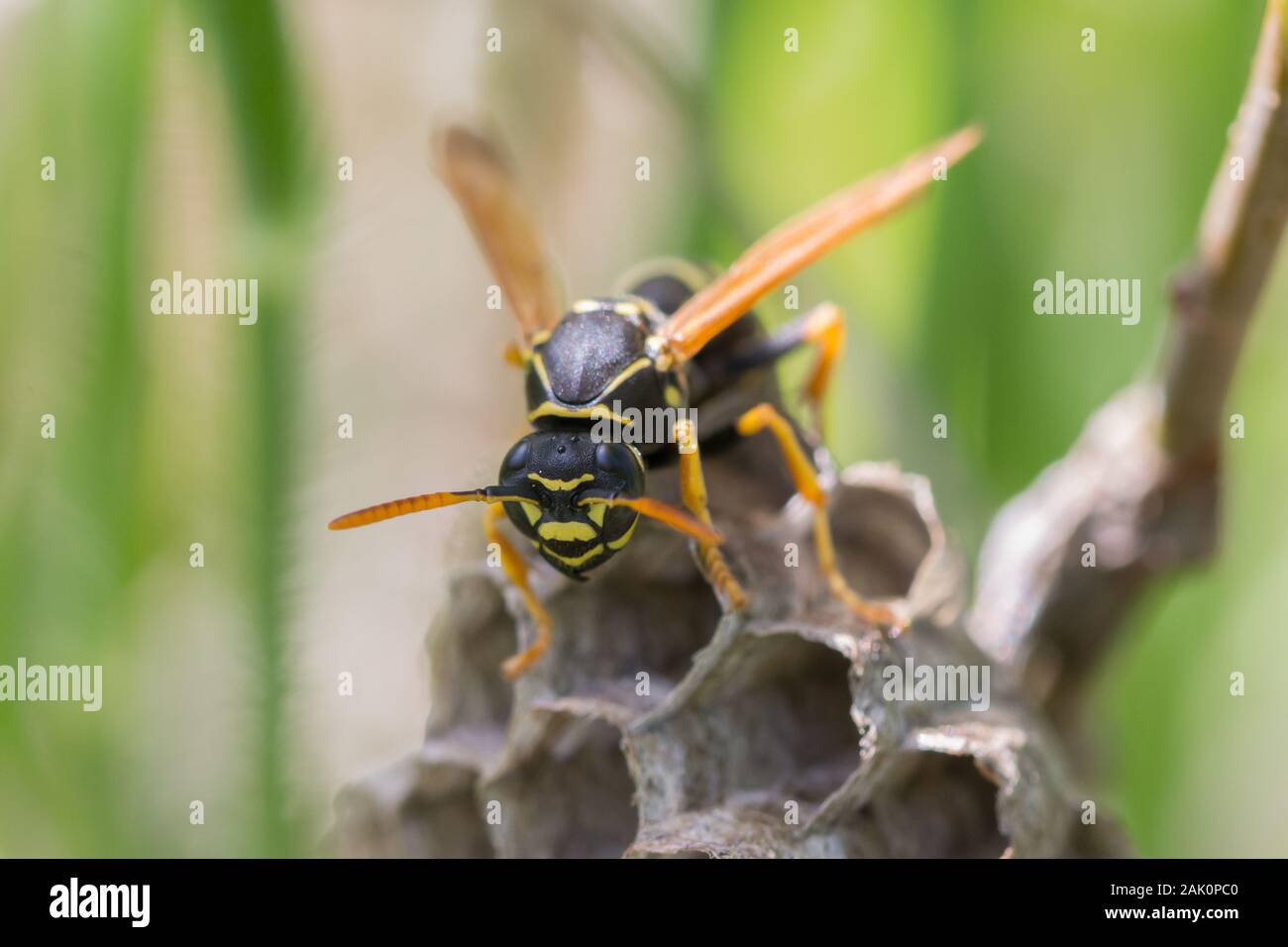 Paper wasp (Polistes nimpha) female and its nest attached to the branch ...