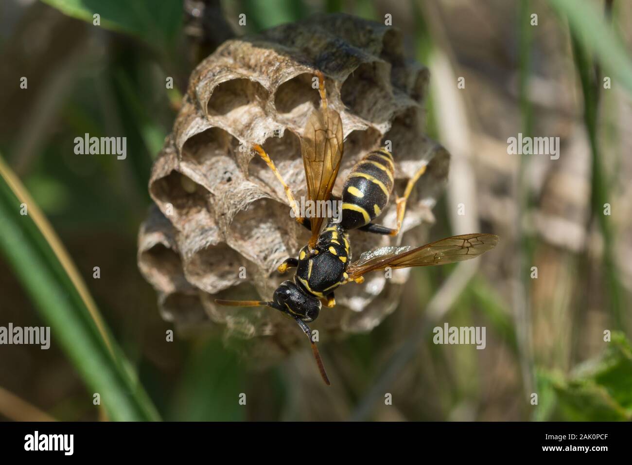Paper wasp (Polistes nimpha) and its nest attached to the branch of a ...