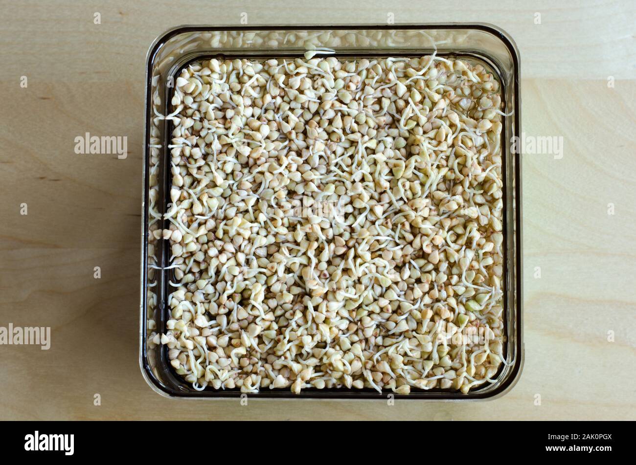 Buckwheat seedling hi-res stock photography and images - Alamy