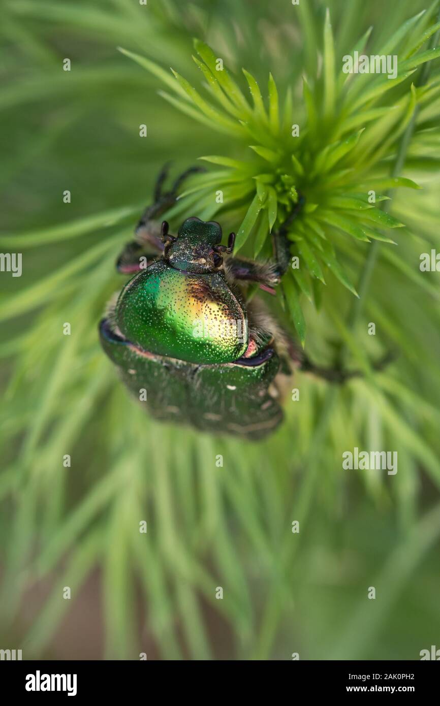 Rose chafer (Cetonia aurata) perched on a plant Stock Photo - Alamy