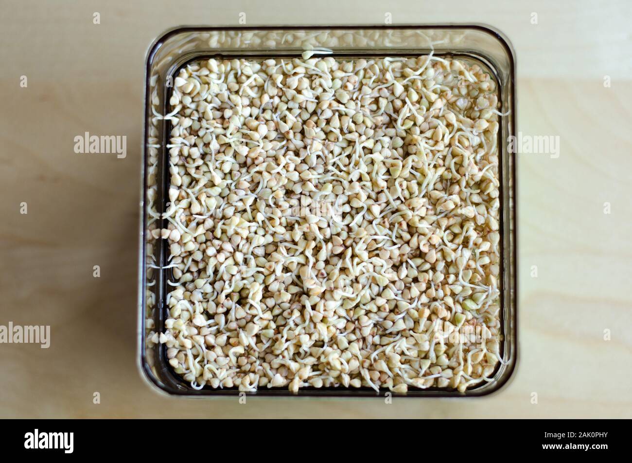 Buckwheat seedling hi-res stock photography and images - Alamy