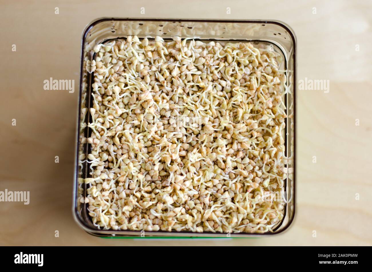 Buckwheat sprouts in the making. Unfocused background. Day 4 Stock ...