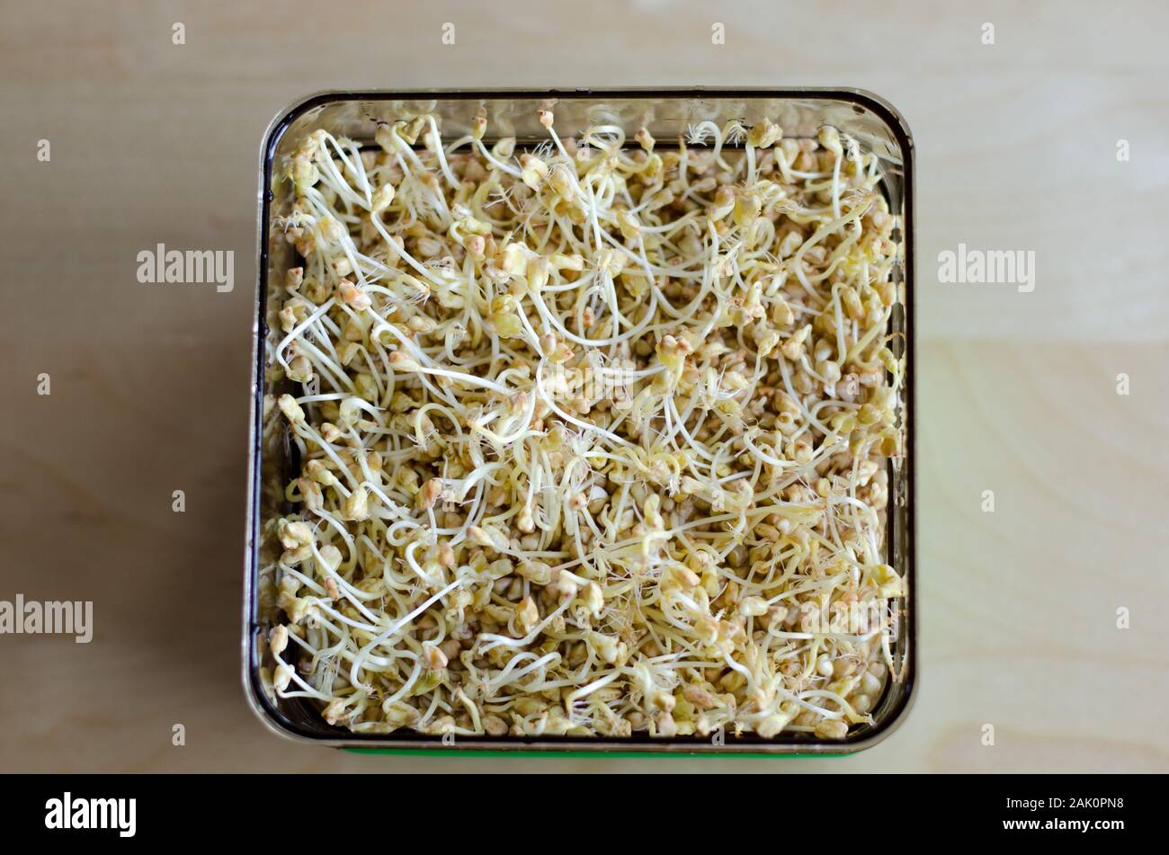 Buckwheat sprouts in the making. Unfocused background. Day 5 Stock ...