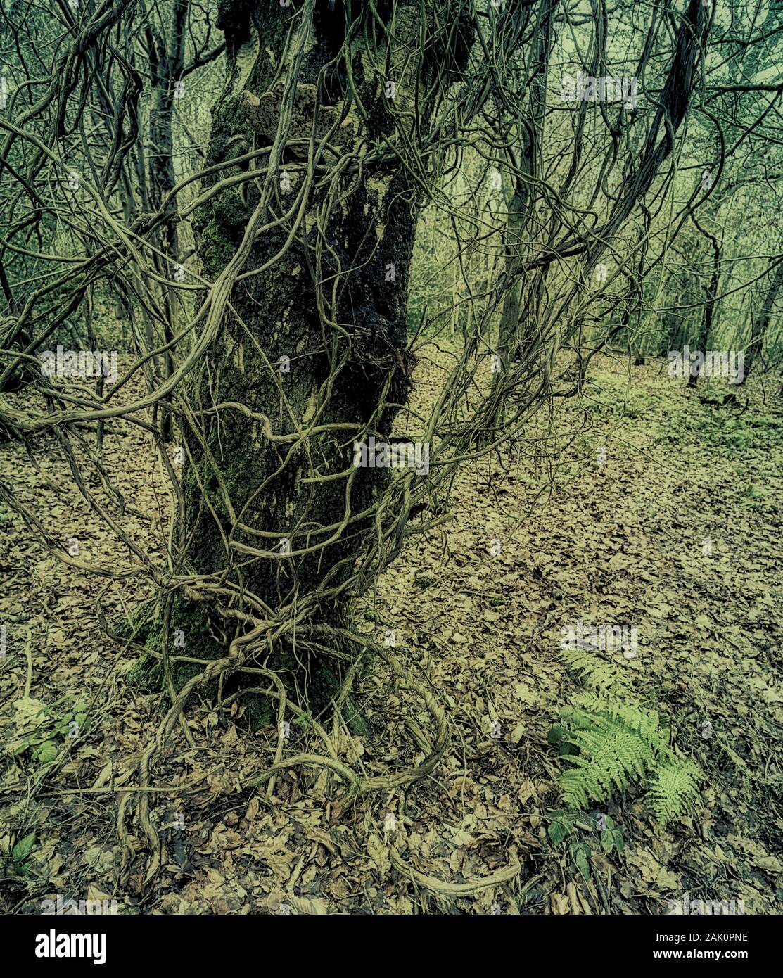 Abstract natural landscape, solidity and structure, with foreground ...