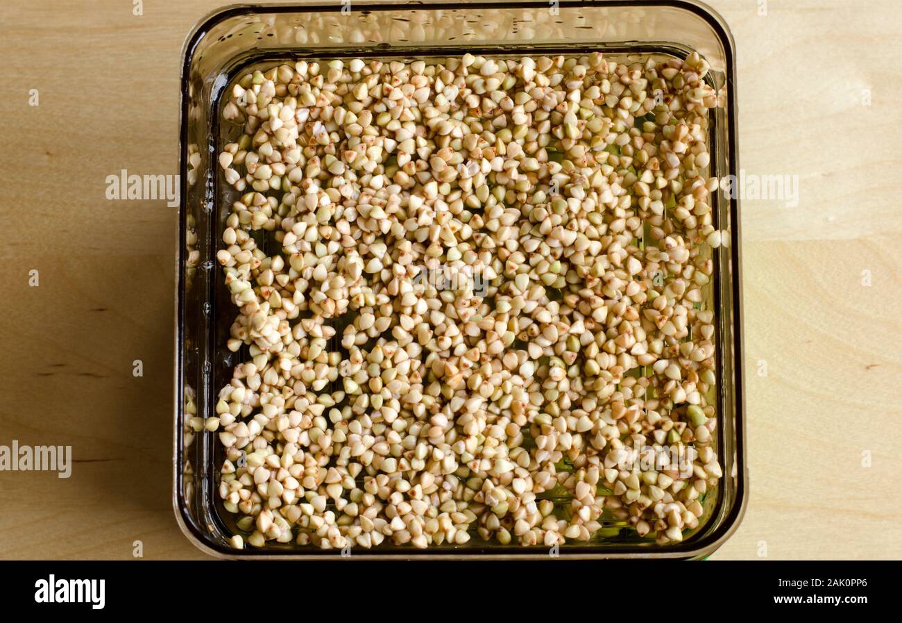 Buckwheat sprouts in the making. Focused background. Day 1 Stock Photo ...