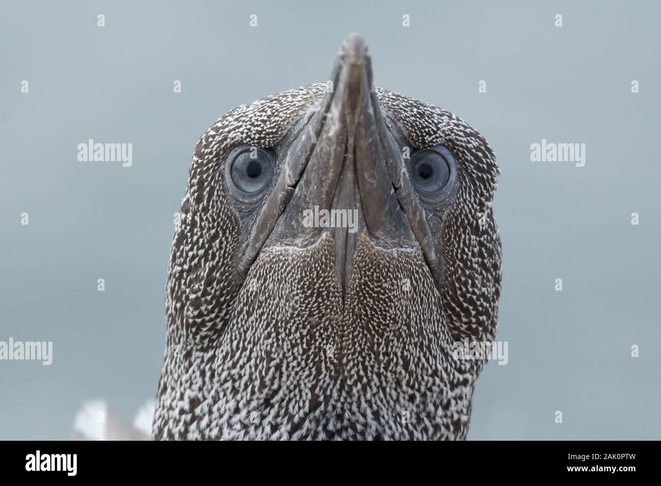 Frontal portrait of juvenile northern gannet (Morus bassanus) sitting ...