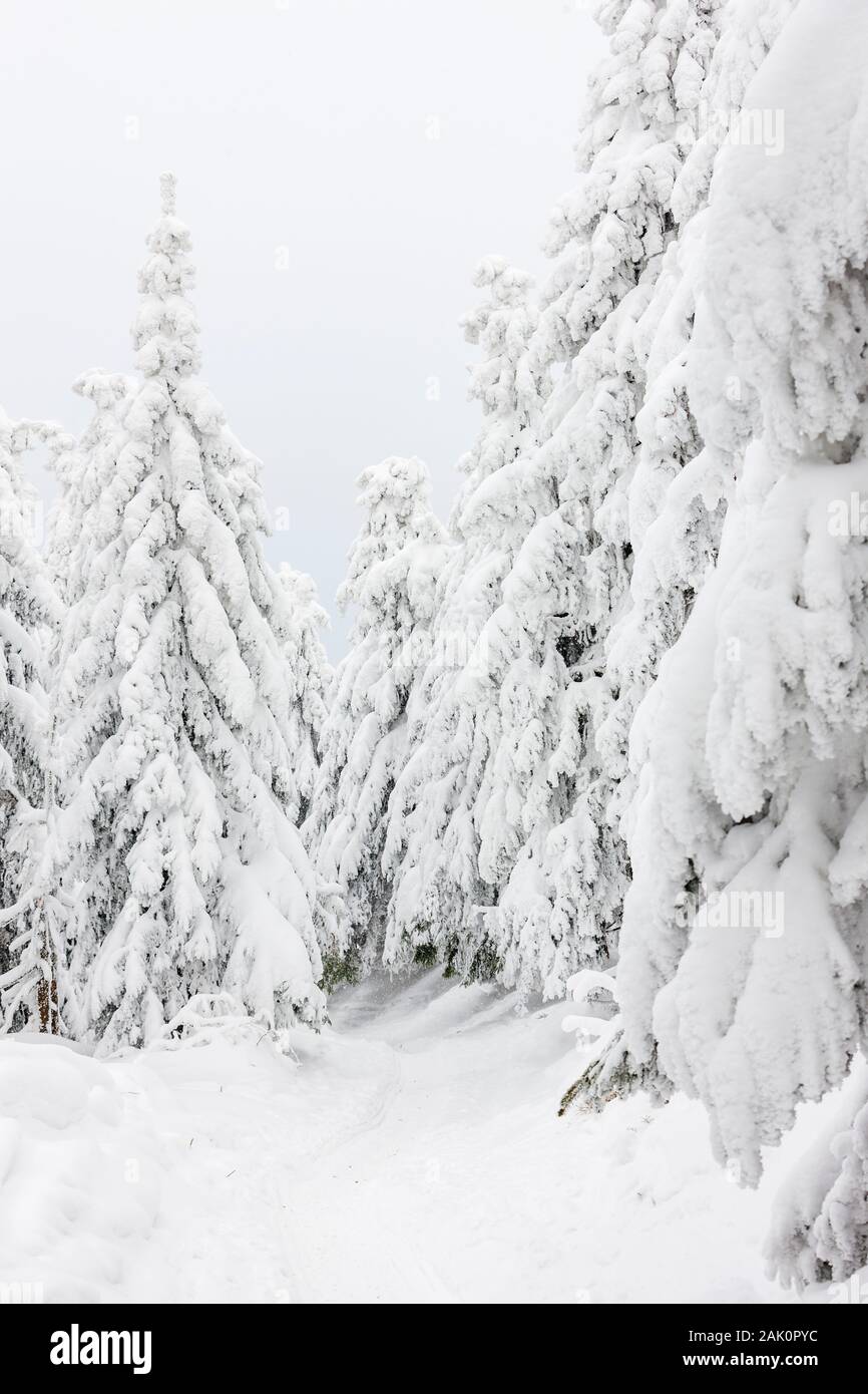 Winter landscape fir trees covered with snow Stock Photo - Alamy