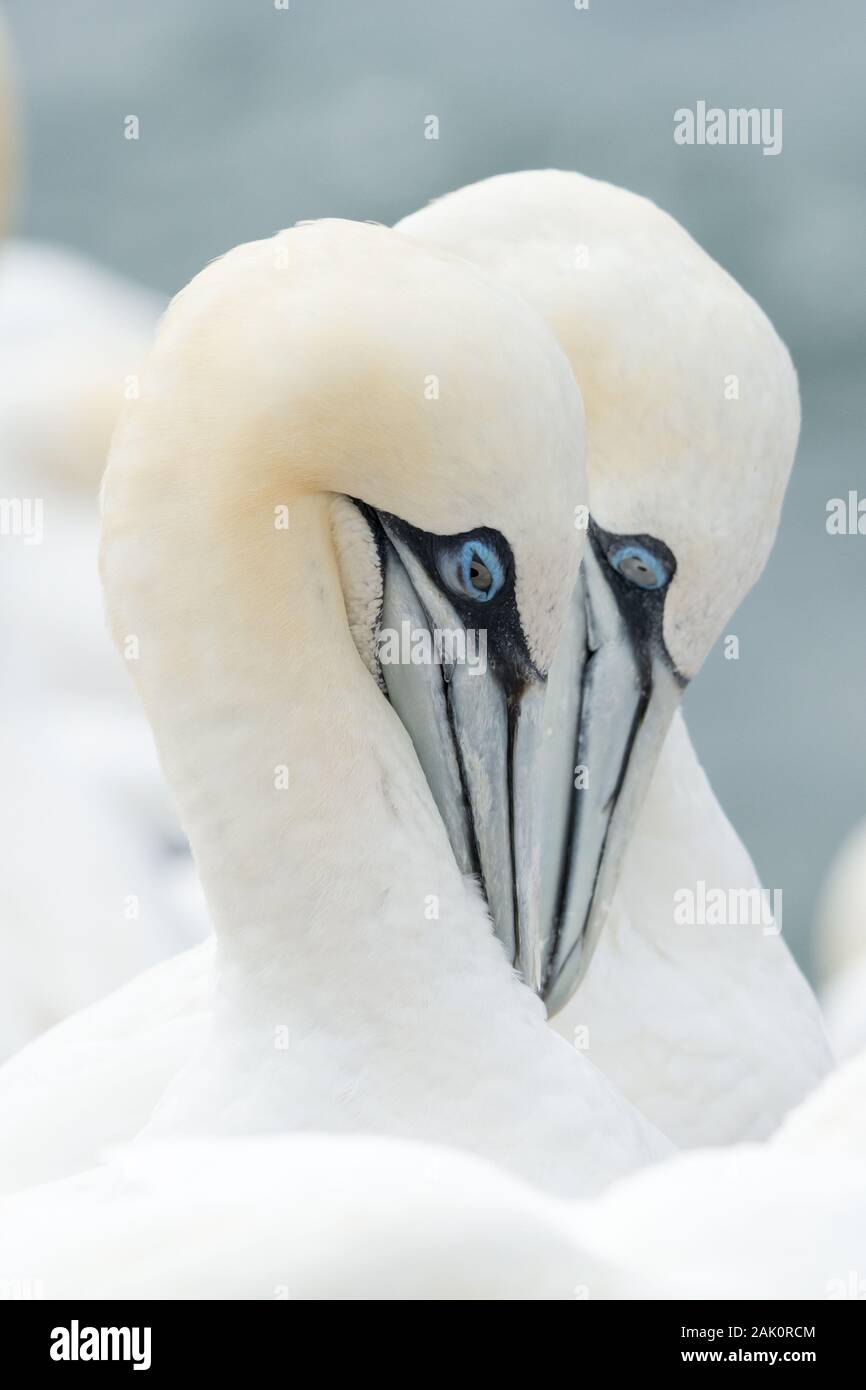 Northern palearctic hi-res stock photography and images - Alamy
