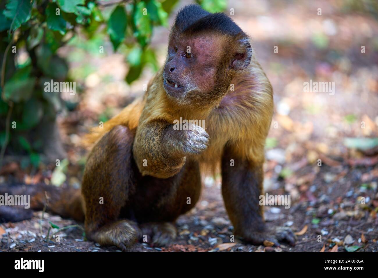 Monkey on the ground eating Stock Photo - Alamy