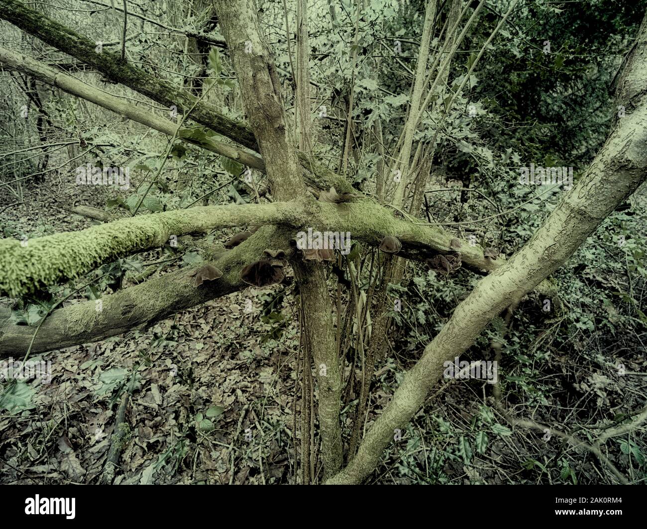 Jews Ear, Auricularia auricula-juda, fungus on tangled branches in ...