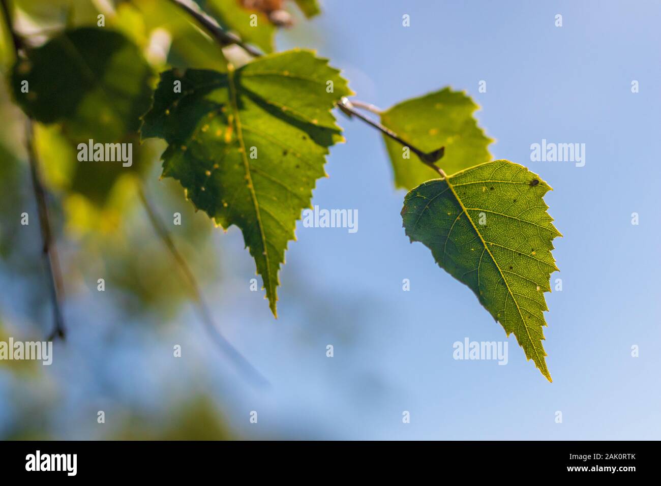 Close up of leaves of birch tree hi-res stock photography and images ...