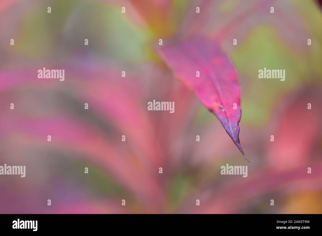 Fireweed, Chamaenerion angustifolium, in autumn color in September in ...