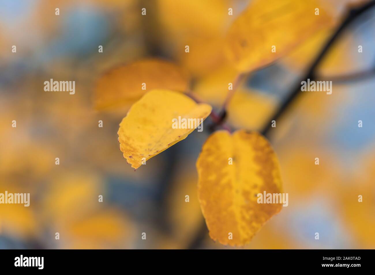 Serviceberry, Amelanchier alnifolia, aka Saskatoon and Juneberry, in ...