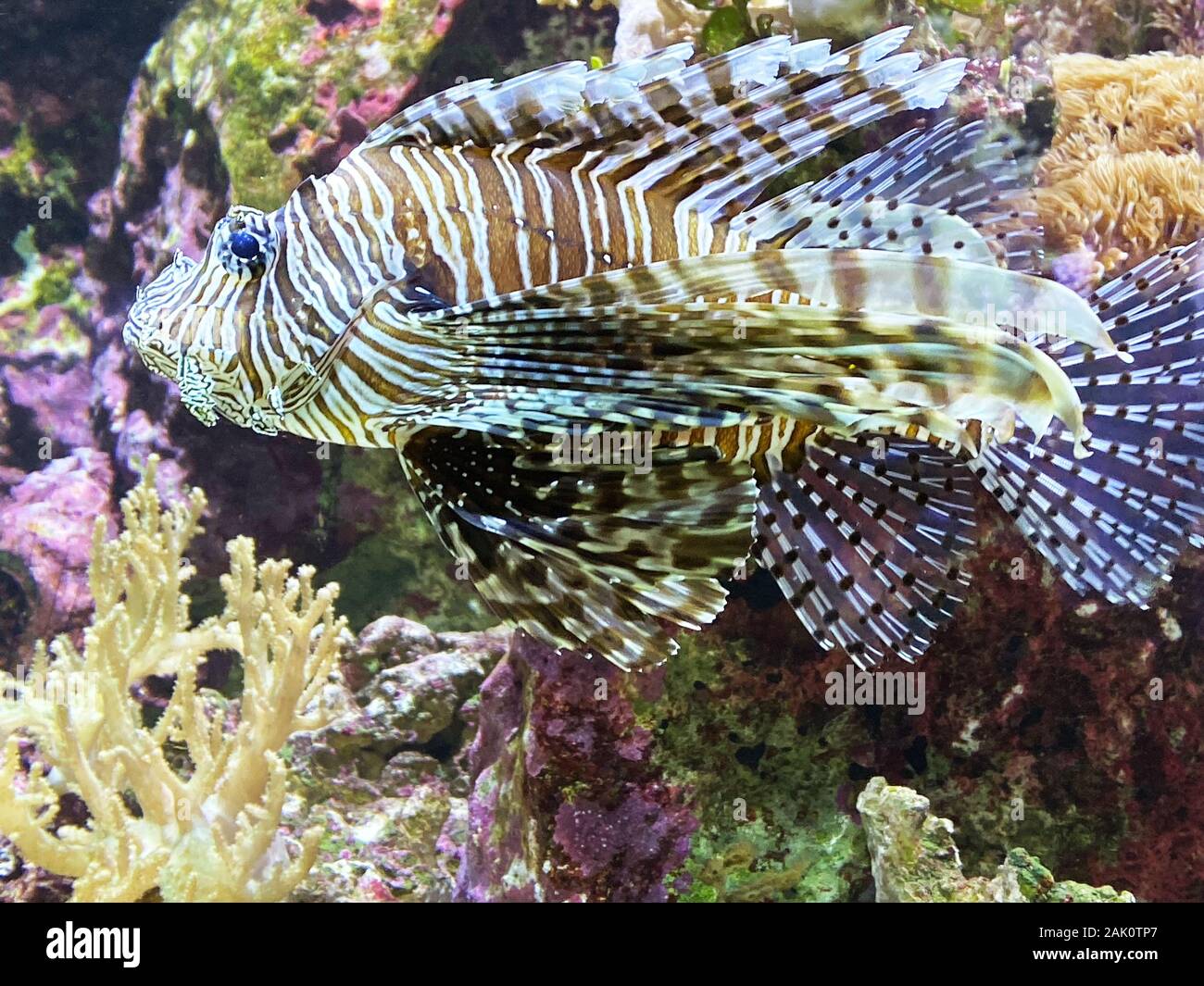 Fish underwater tropical lionfish hi-res stock photography and images ...