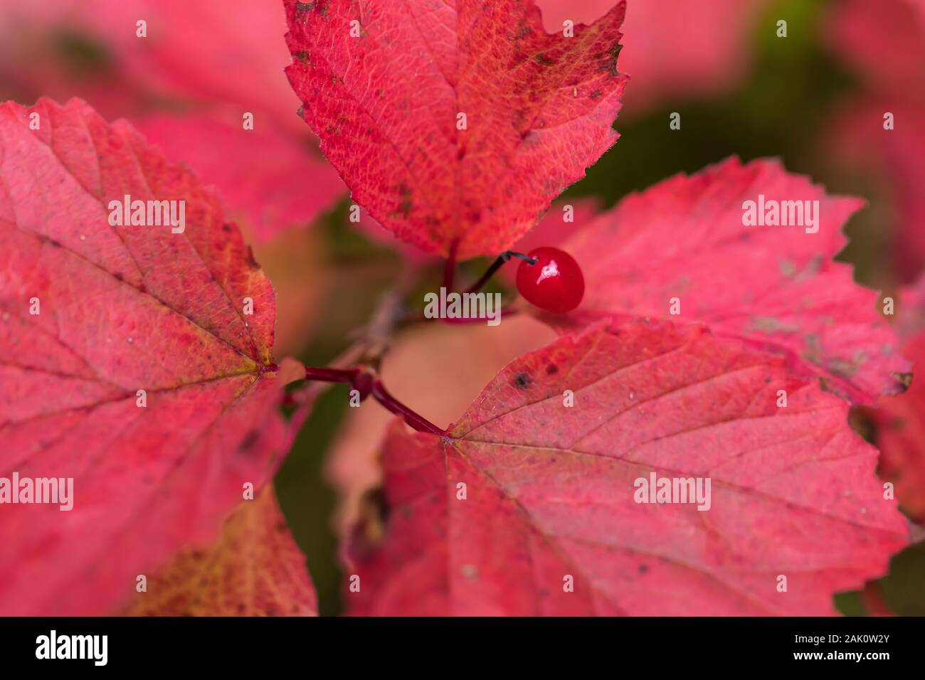 Low-bush Cranberry, Viburnum edule, aka Squashberry and Mooseberry, in ...