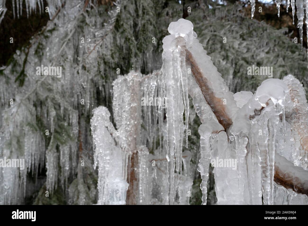 icicles frozen ice on tree branches in Winter season Stock Photo - Alamy
