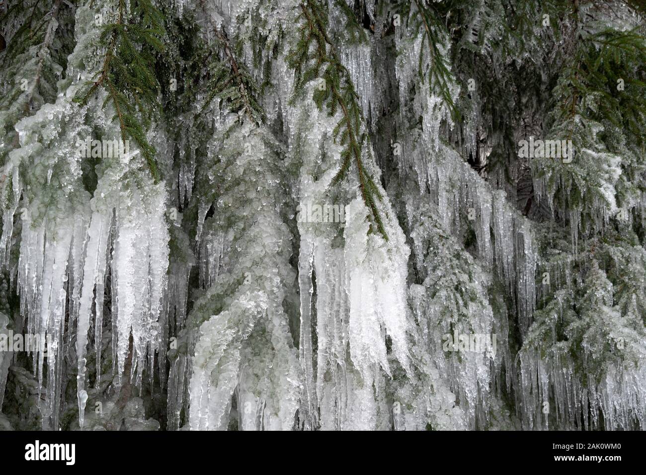 icicles frozen ice on tree branches in Winter season Stock Photo - Alamy