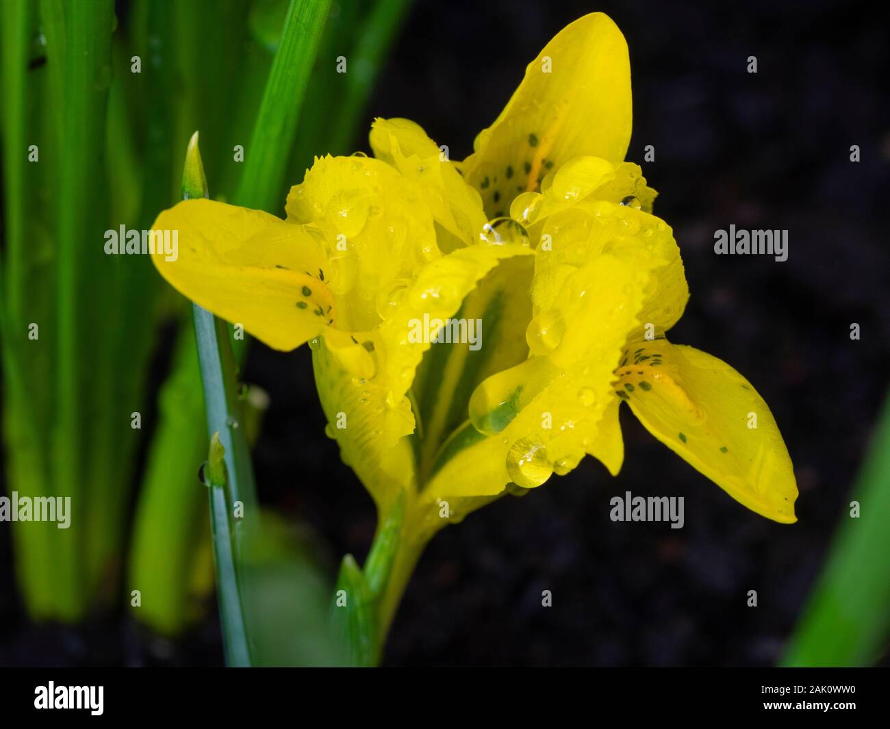 Yellow flowers of the dwarf, winter flowering hardy iris, Iris ...