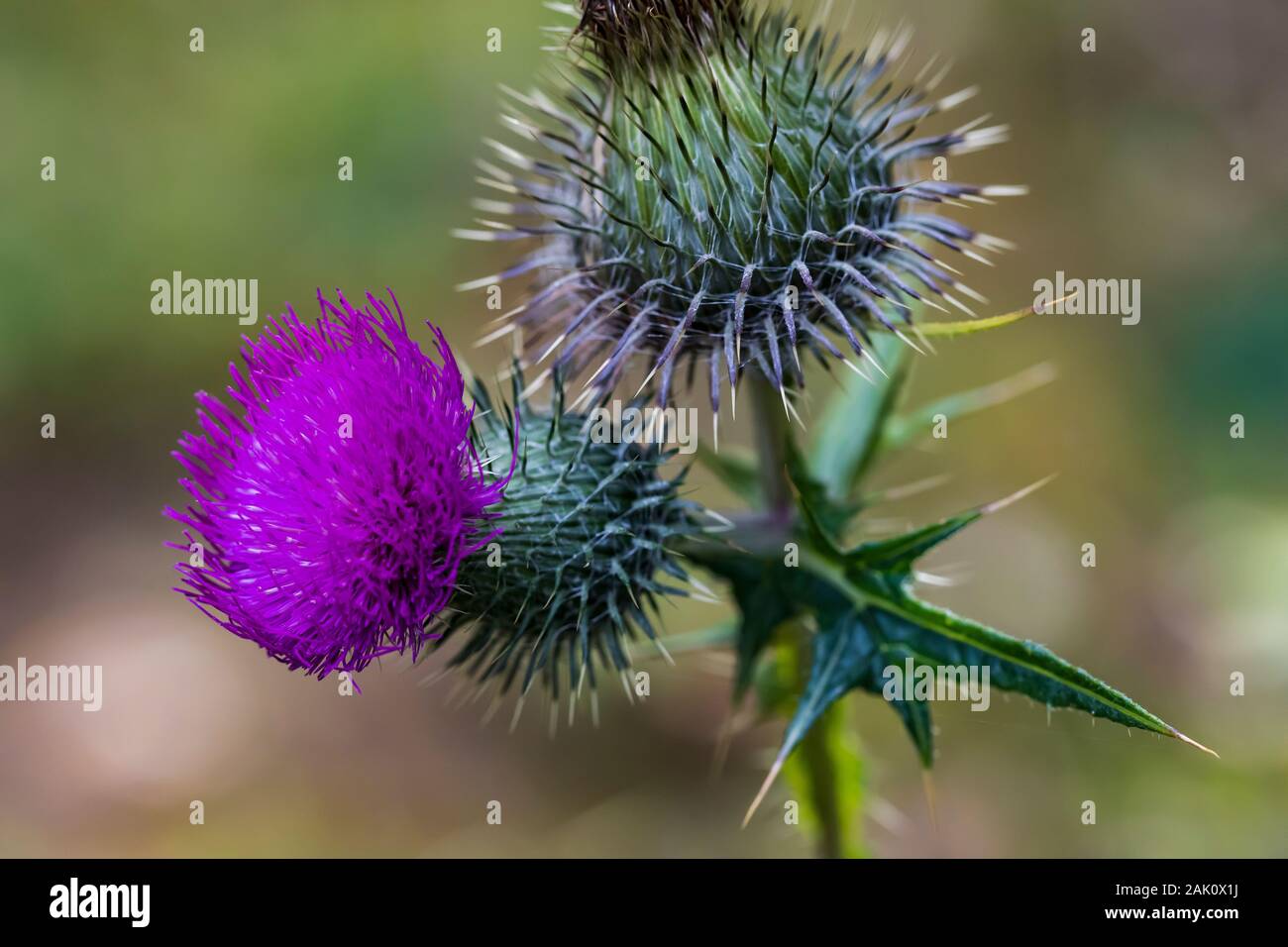 Bull Thistle, Cirsium vulgare, flowering in September in Yoho National ...