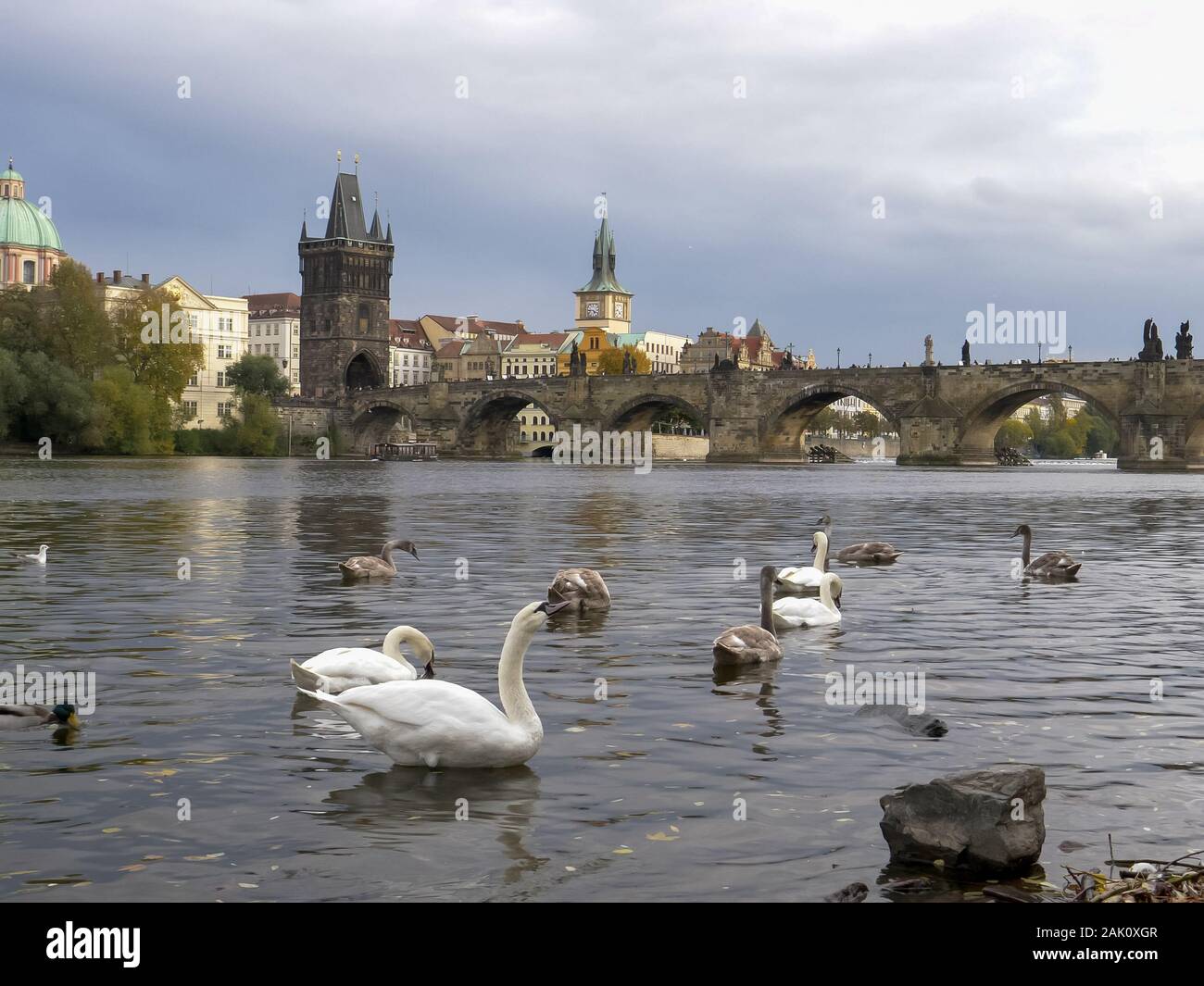 white swans and charles bridge in prague Stock Photo - Alamy