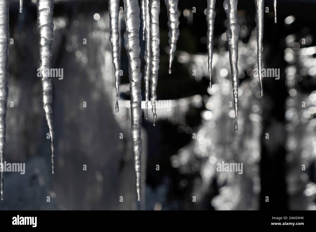 icicles frozen ice on tree branches in Winter season Stock Photo - Alamy