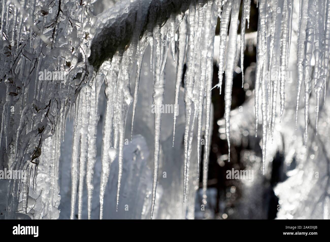 icicles frozen ice on tree branches in Winter season Stock Photo - Alamy