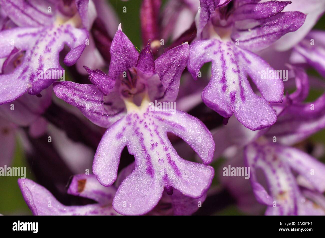 Military Orchid, Orchis militaris,rare,close up, Buckinghamshire, UK ...