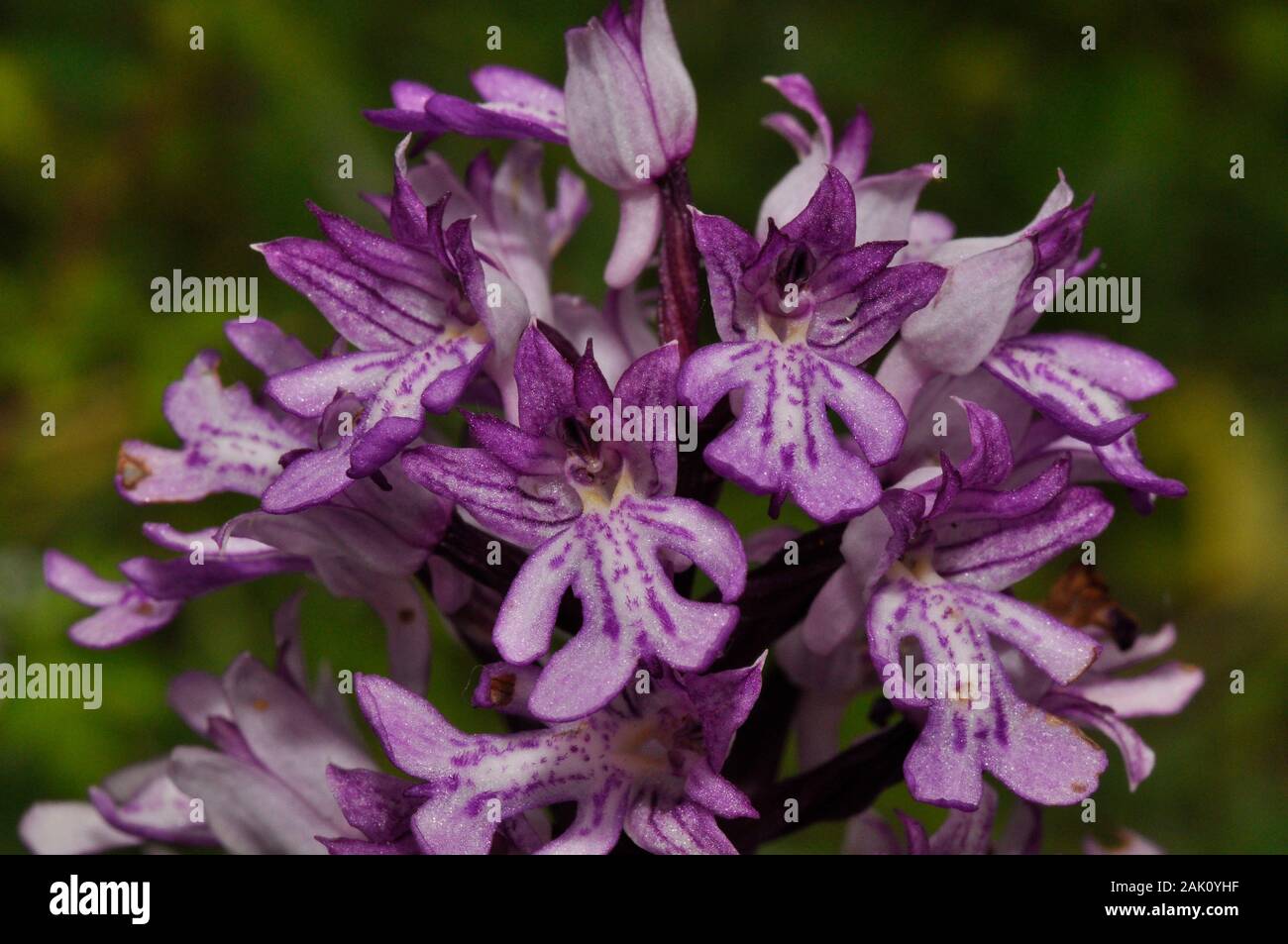 Military Orchid, Orchis militaris,rare,close up, Buckinghamshire, UK ...