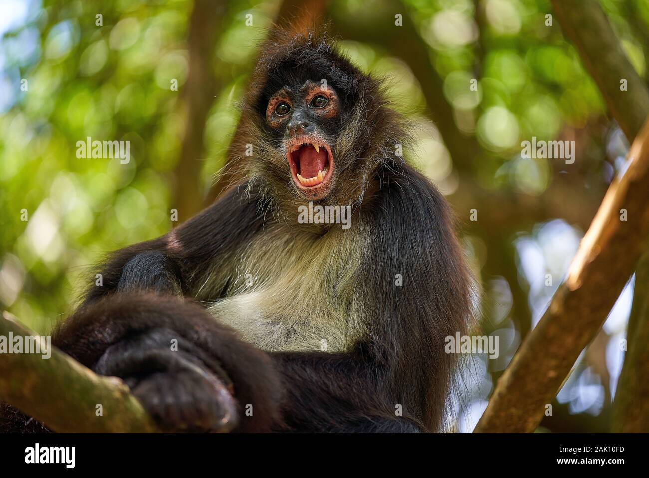 Monkeys in a tree Stock Photo - Alamy