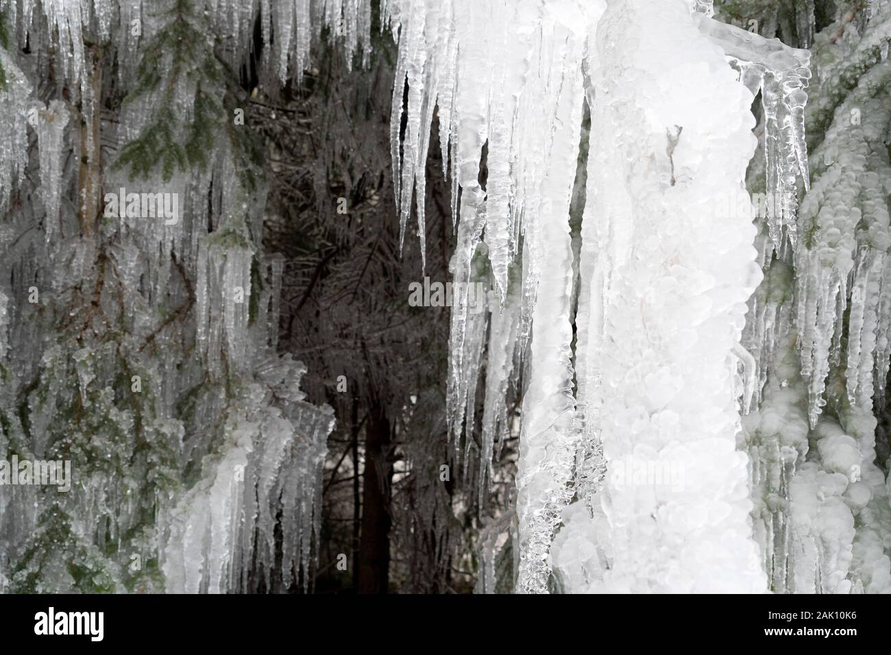 icicles frozen ice on tree branches in Winter season Stock Photo - Alamy