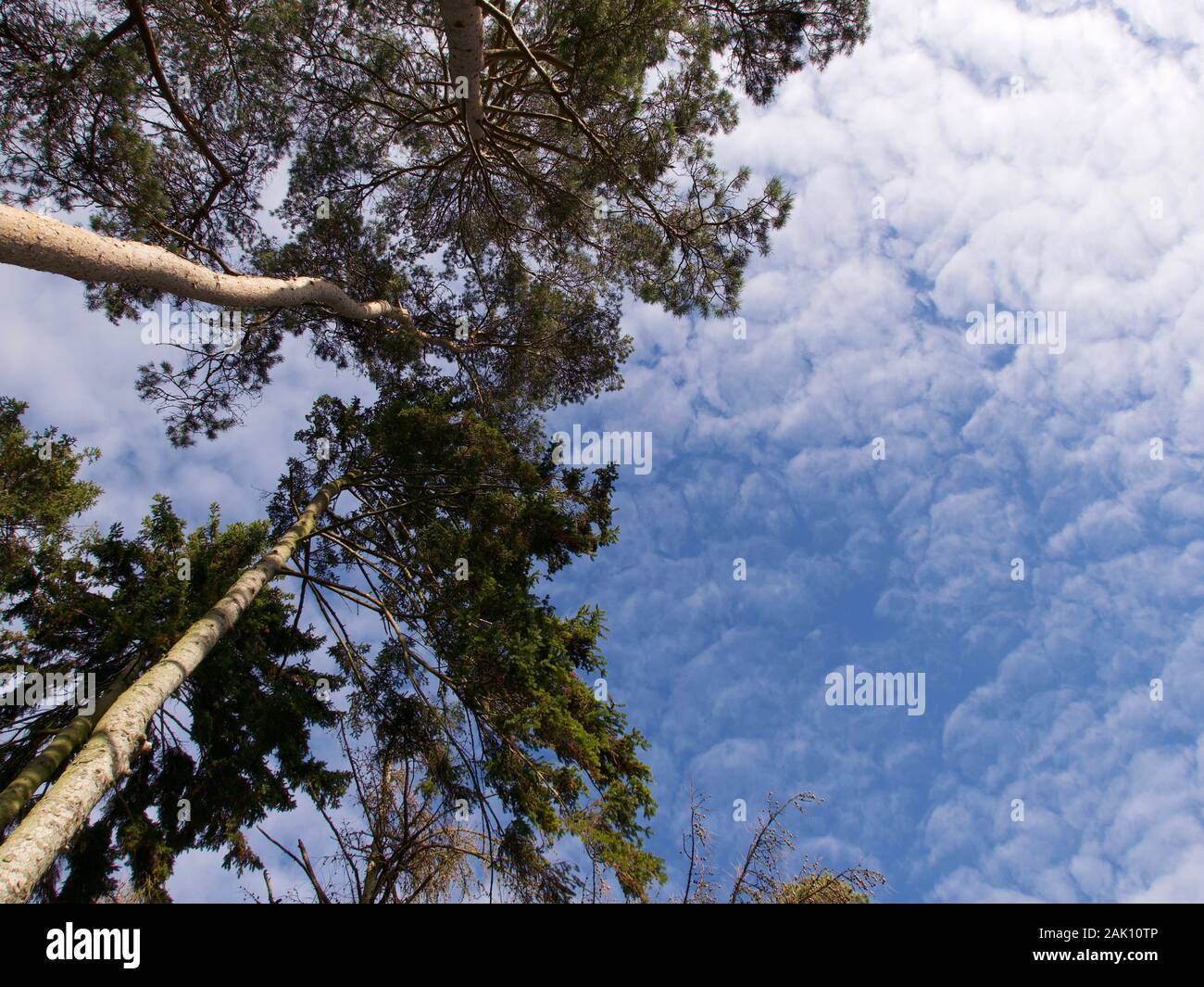 View from under tall trees hi-res stock photography and images - Alamy