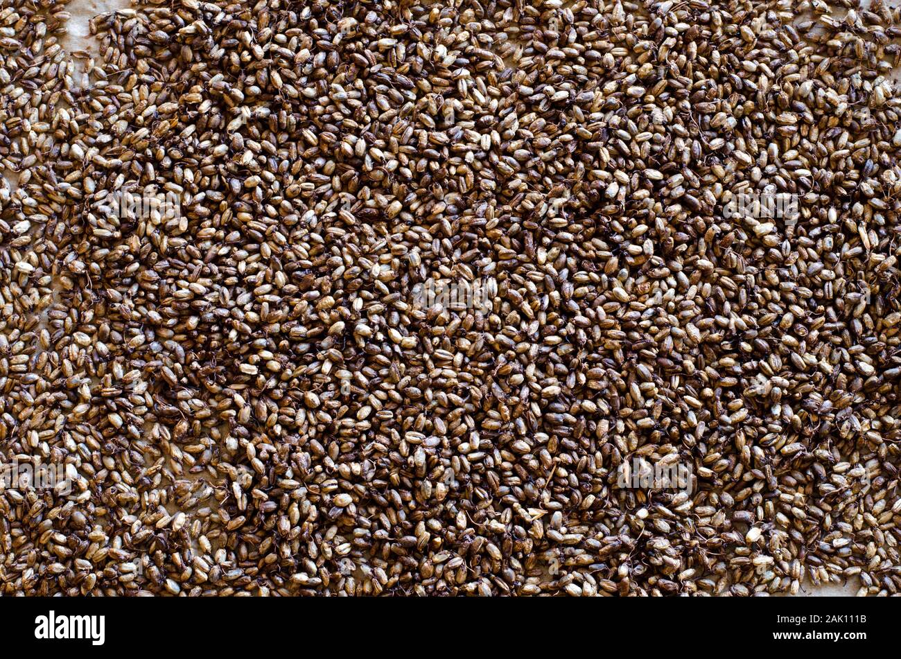Malting barley seed germination hi-res stock photography and images - Alamy