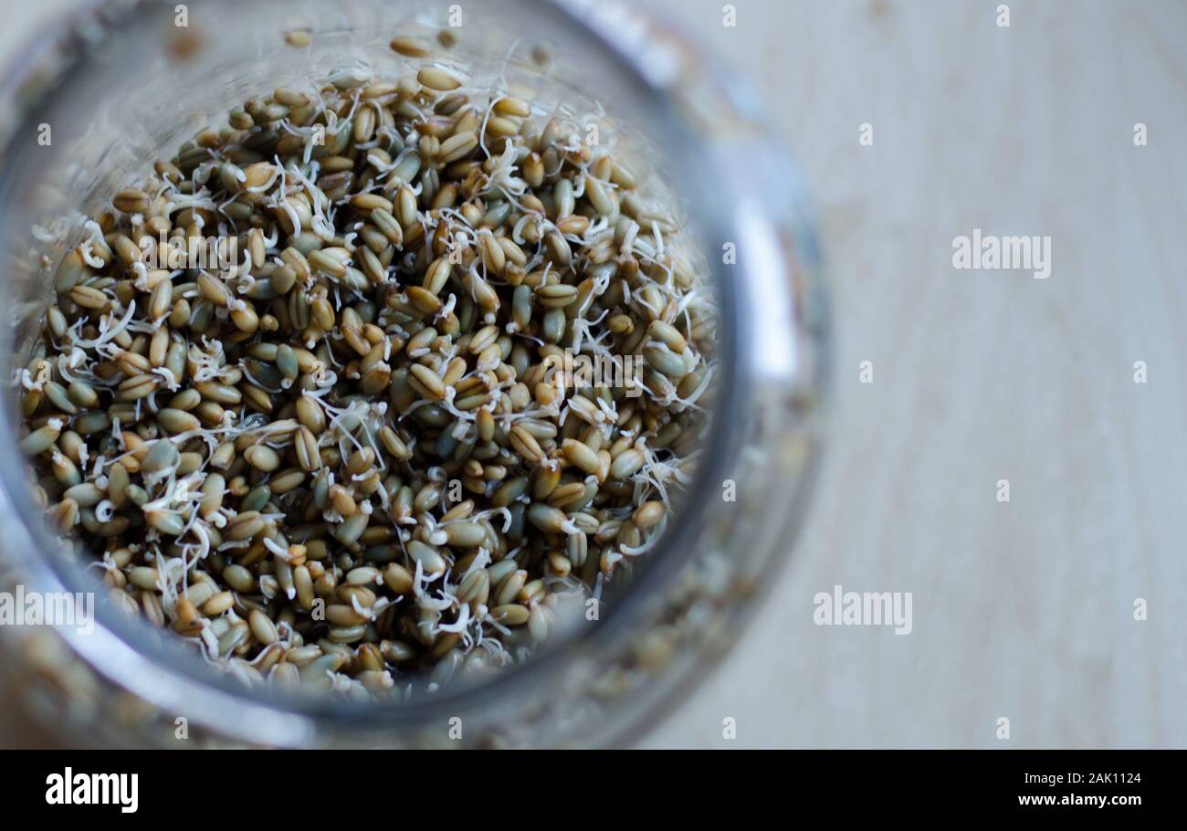 A jar filled with whole rye grains that are sprouting Stock Photo - Alamy