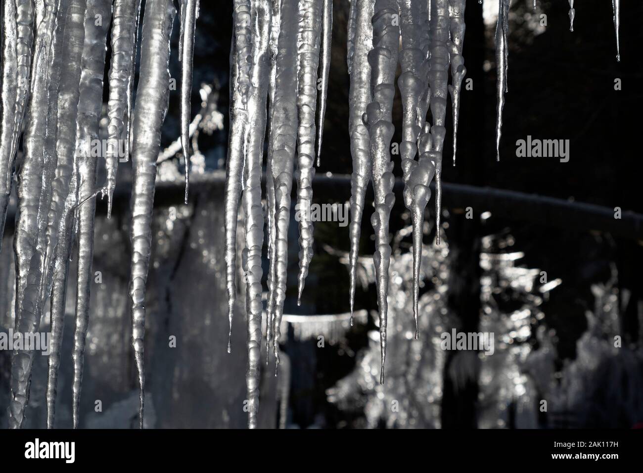 icicles frozen ice on tree branches in Winter season Stock Photo - Alamy
