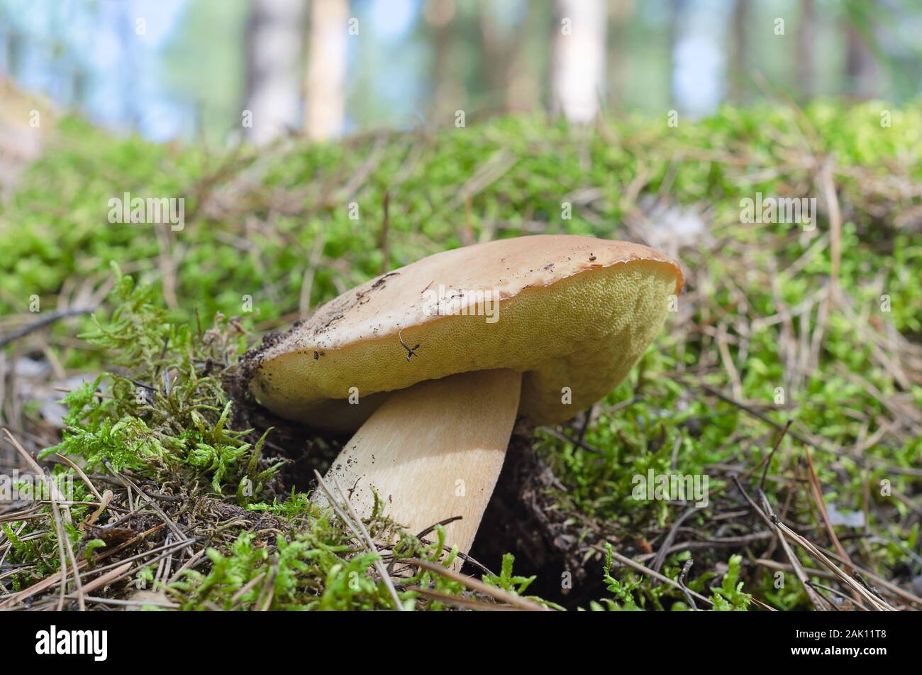 Edible mushroom boletus grows in the forest on the slope Stock Photo ...