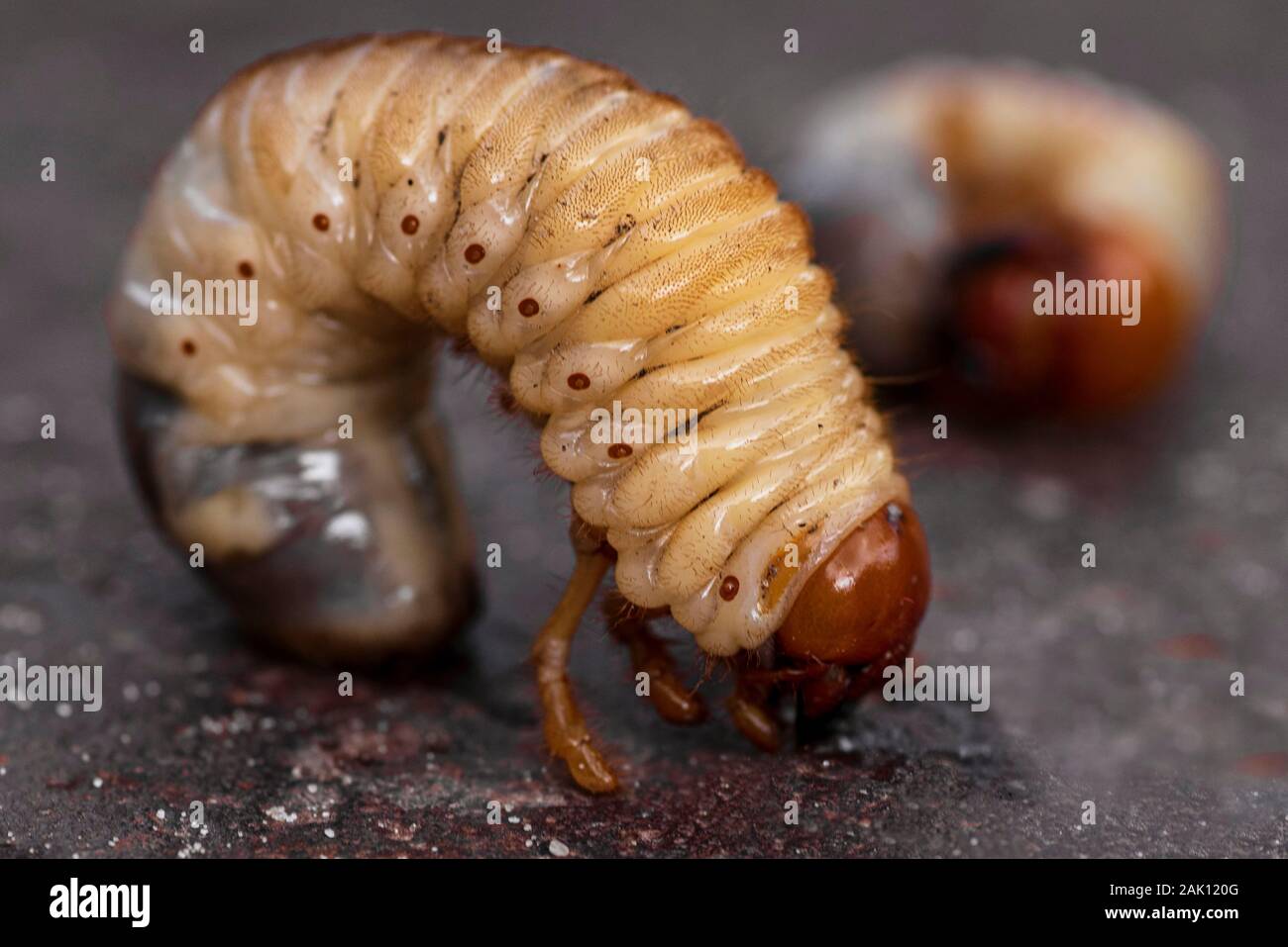 Larvae of dung beetle close-up.May beetle larvae Stock Photo - Alamy