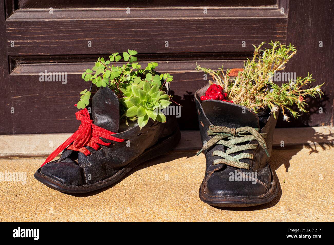 Plants growing in tattered shoe.Old leather shoes as flowerpots Stock ...